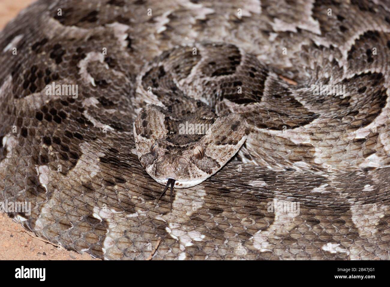 Defensive puff adder bitis hi-res stock photography and images - Alamy
