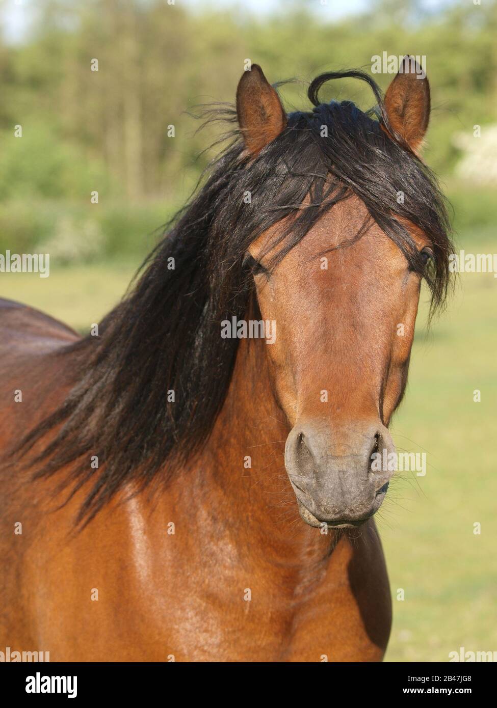 A head shot of a pretty native pony in a paddock Stock Photo - Alamy