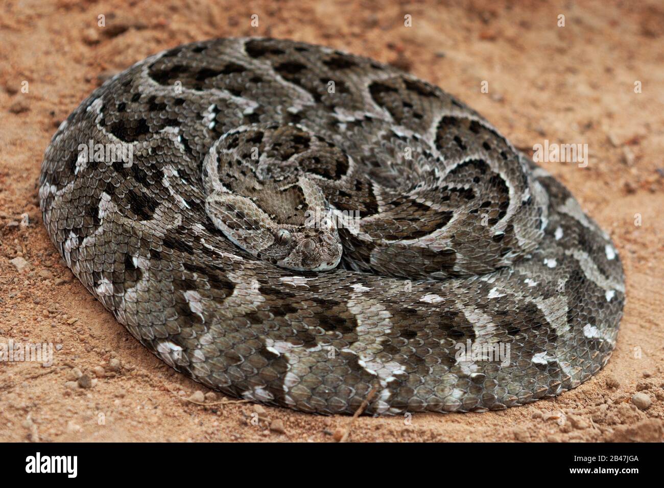 Puff adder on the ground, South Africa Stock Photo - Alamy