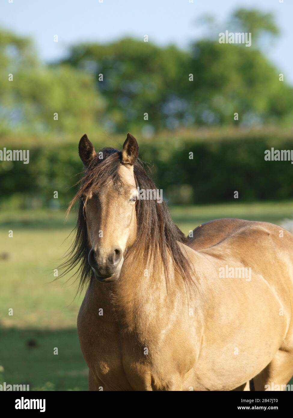 A head shot of a pretty native pony in a paddock Stock Photo - Alamy