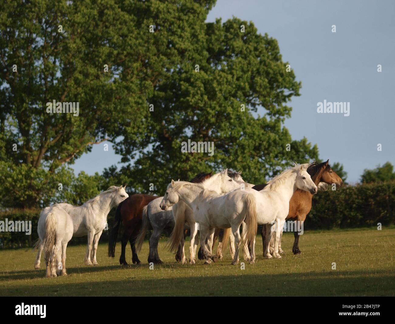 A small herd of UK native ponies stand in a field in beautiful stormy ...