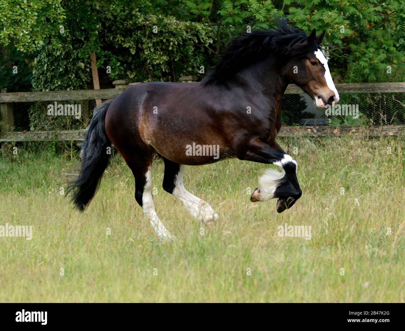 A dark bay part bred shire horse at liberty in a grassy summer paddock ...