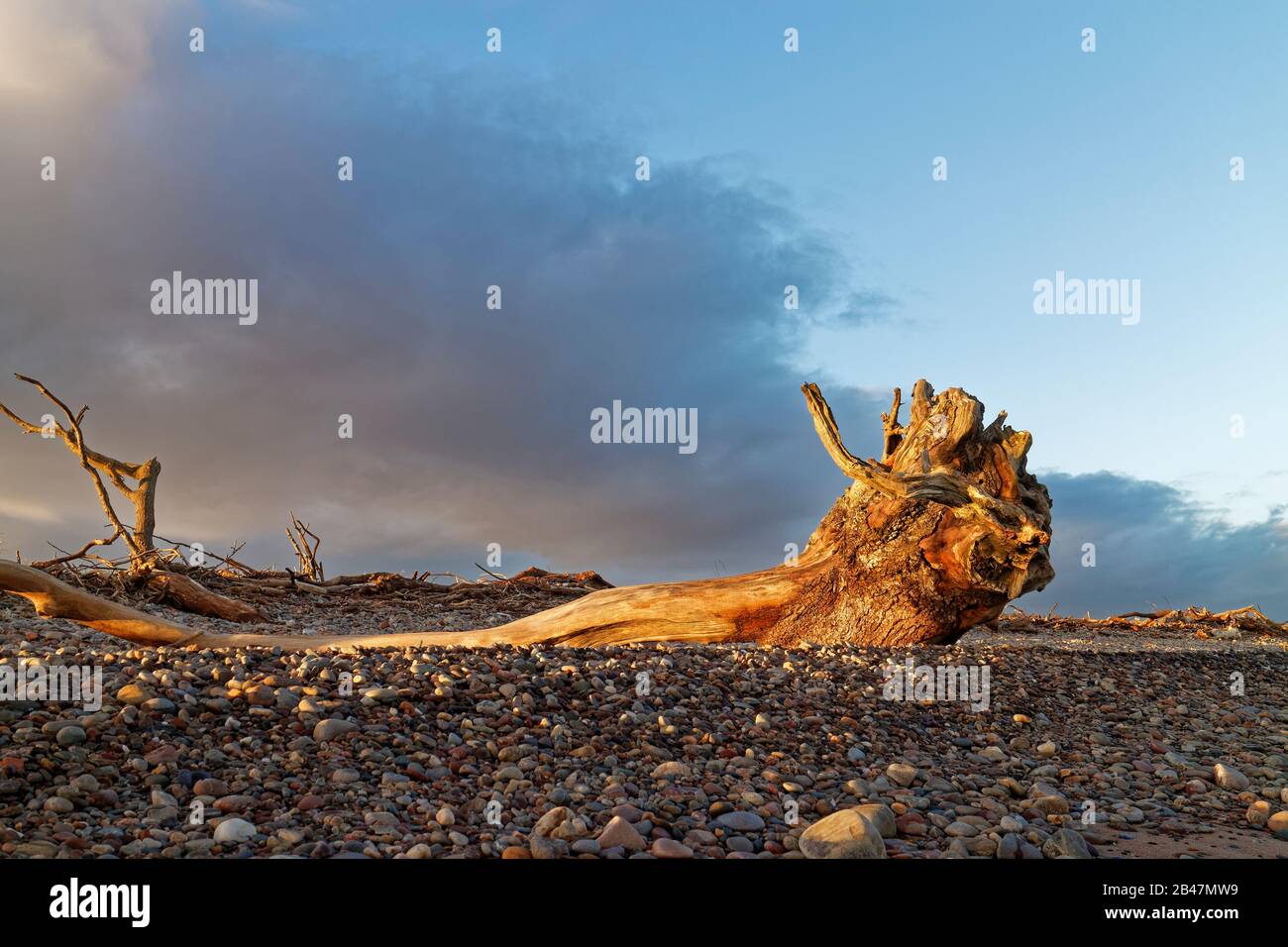 A Root ball and Tree stump lie across the Pebbles of St Cyrus beach ...
