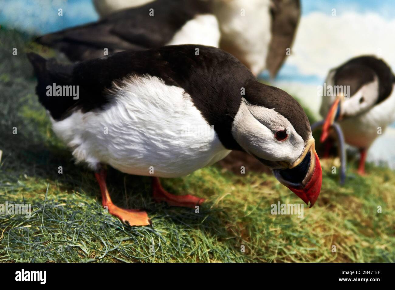Europe, Iceland, in the Vestmann Archipelago, Heimaey island, two ...