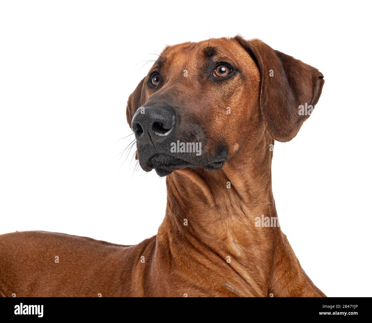 White Rhodesian Ridgeback