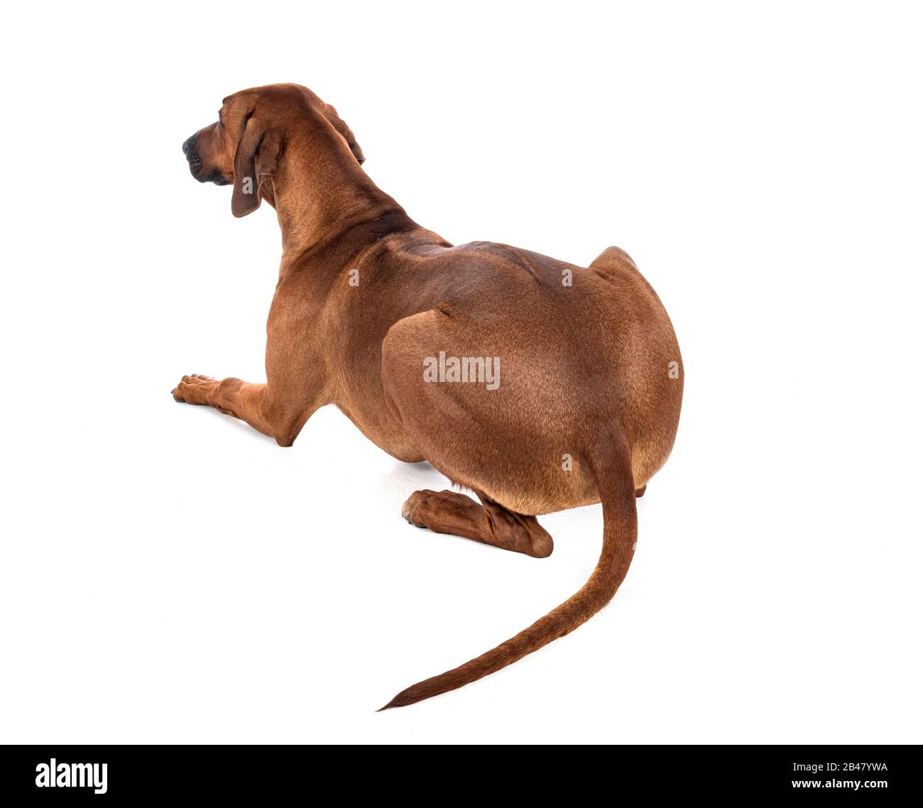 Rhodesian Ridgeback in front of white background Stock Photo - Alamy