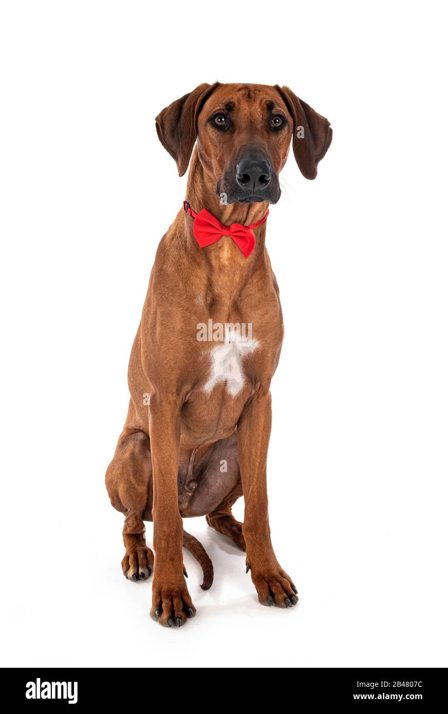 Rhodesian Ridgeback in front of white background Stock Photo - Alamy