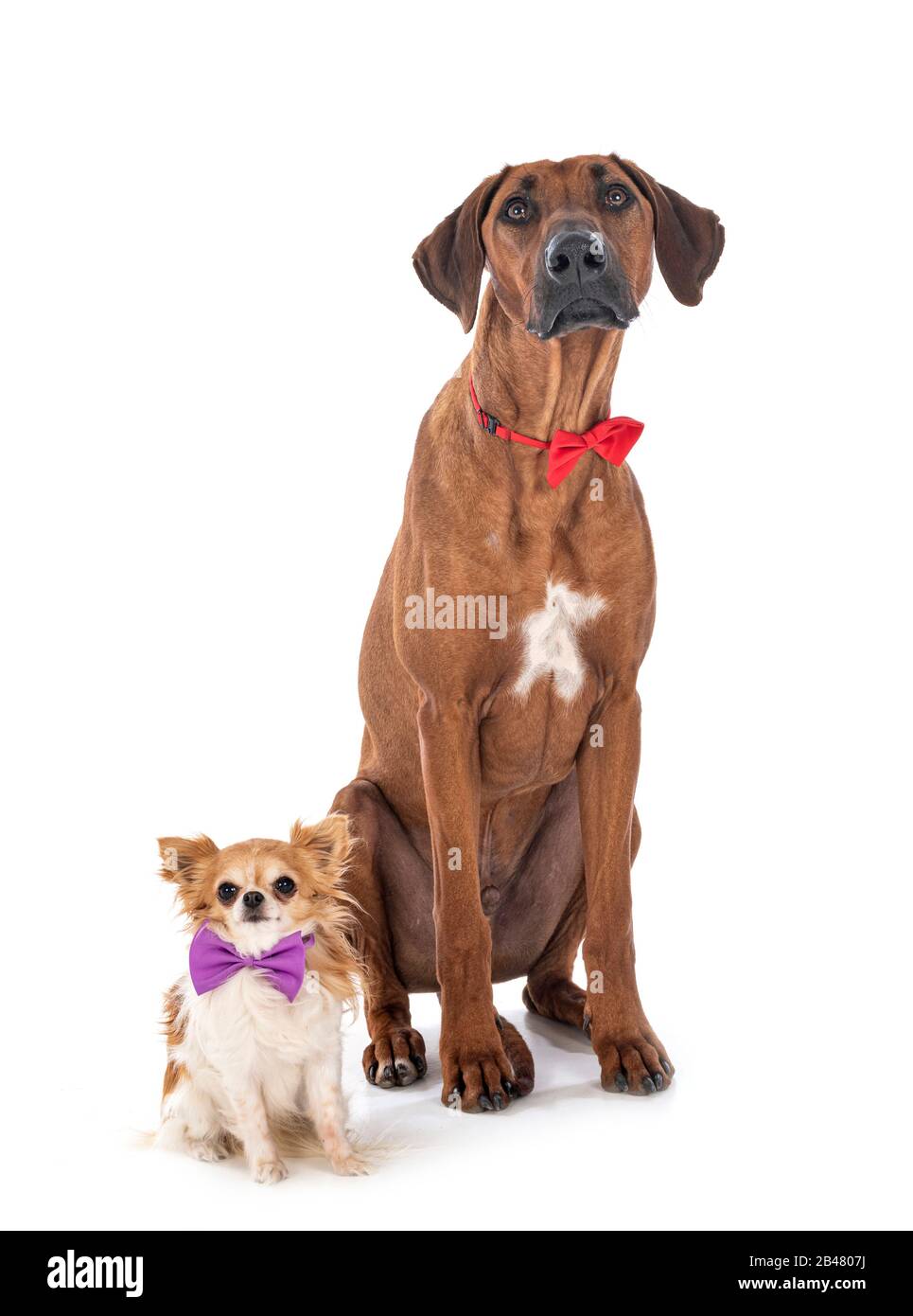 Rhodesian Ridgeback and chihuahua in front of white background Stock ...