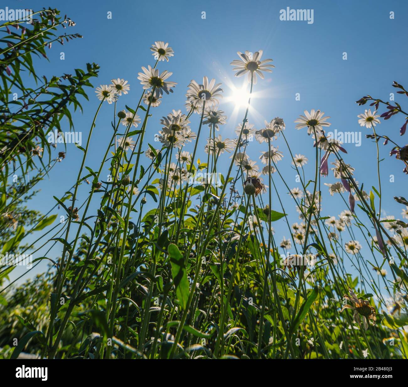 Wide selective closeup shot hi-res stock photography and images - Alamy