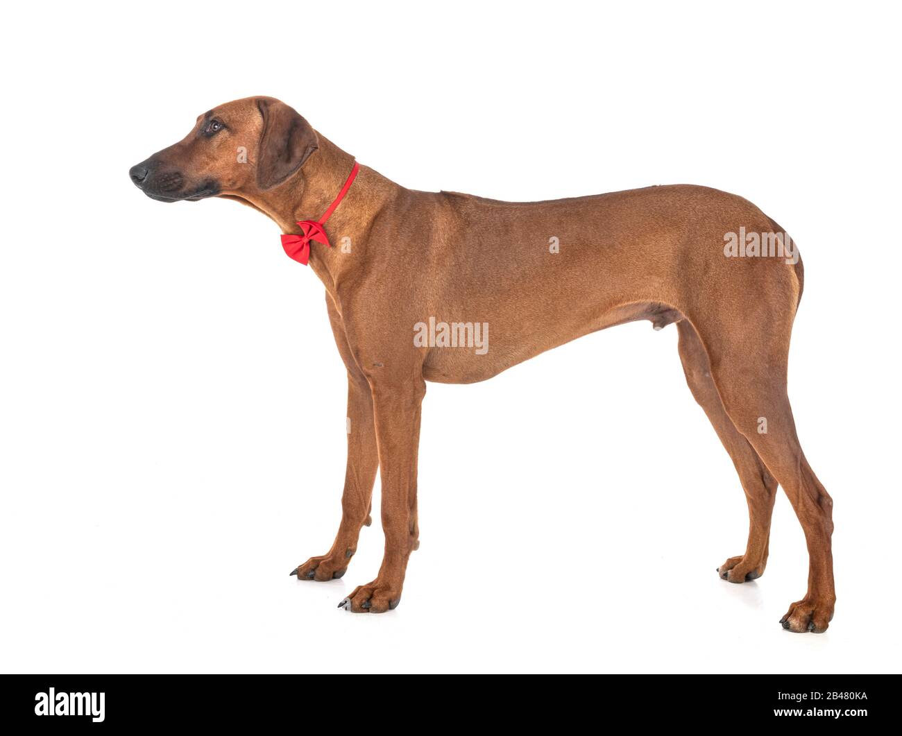 Rhodesian Ridgeback in front of white background Stock Photo - Alamy