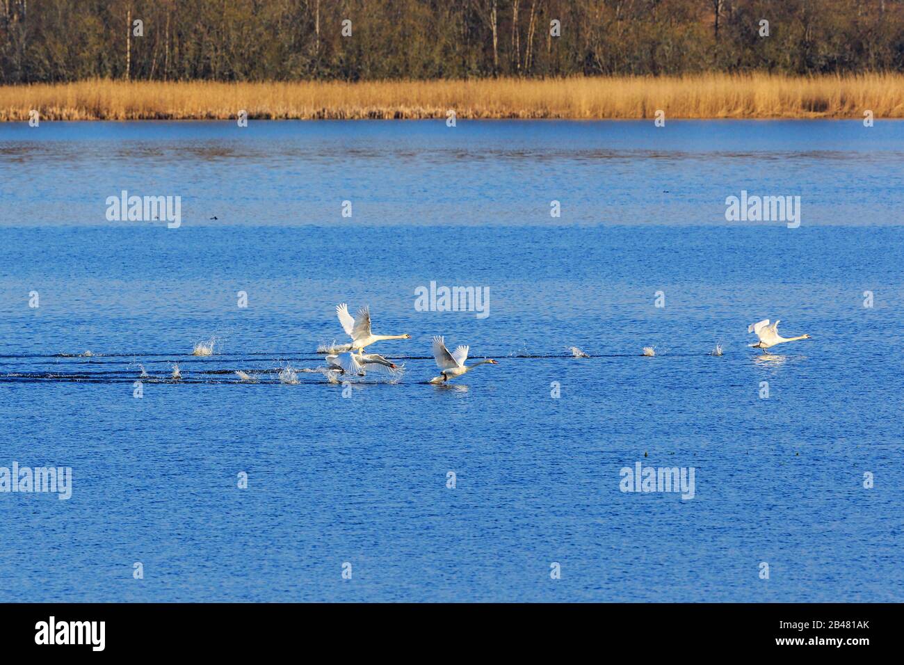 Mute swans chasing each other on the water Stock Photo - Alamy