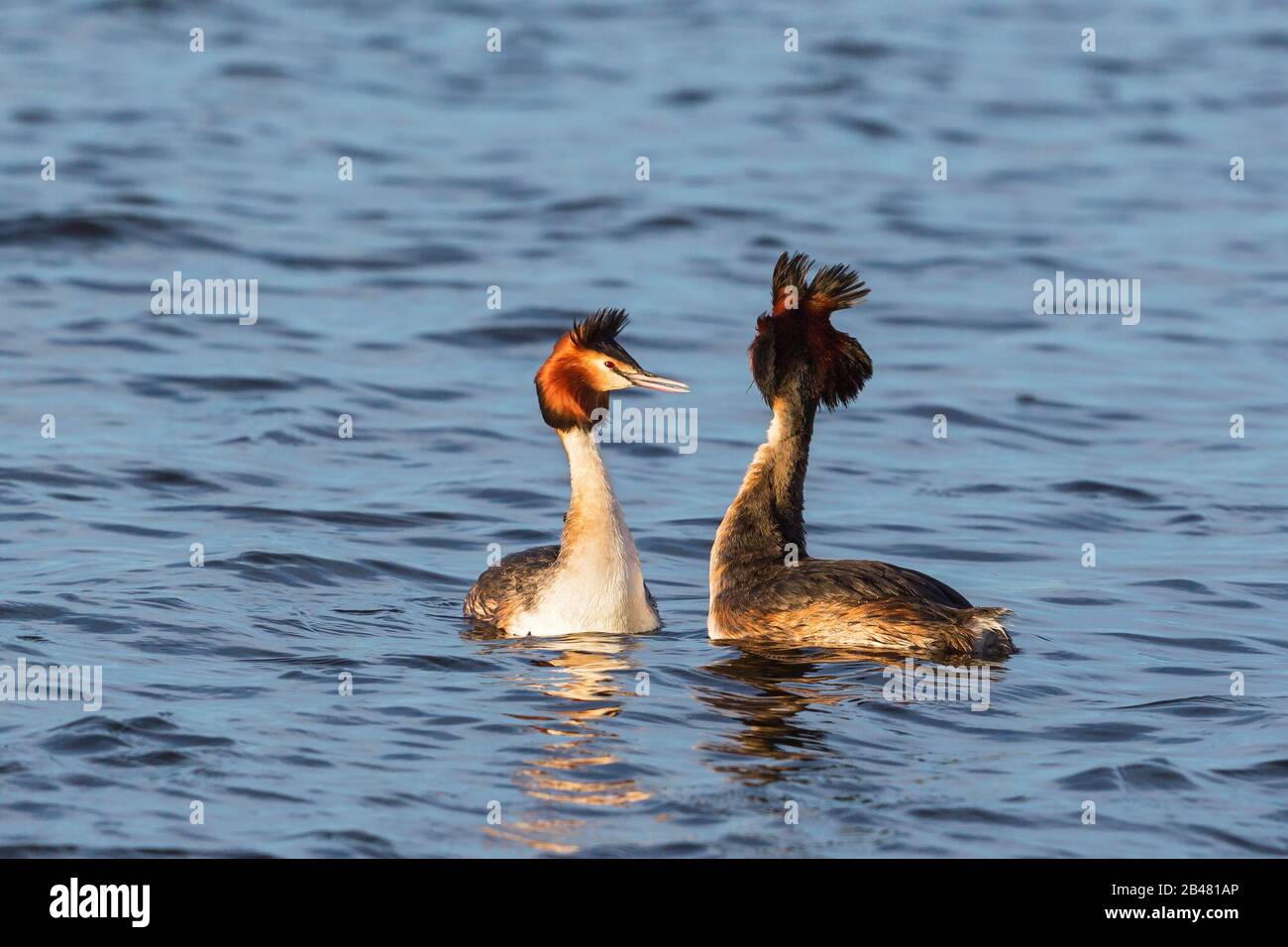 Pair of Great Crested Grebe in mating ritual Stock Photo - Alamy