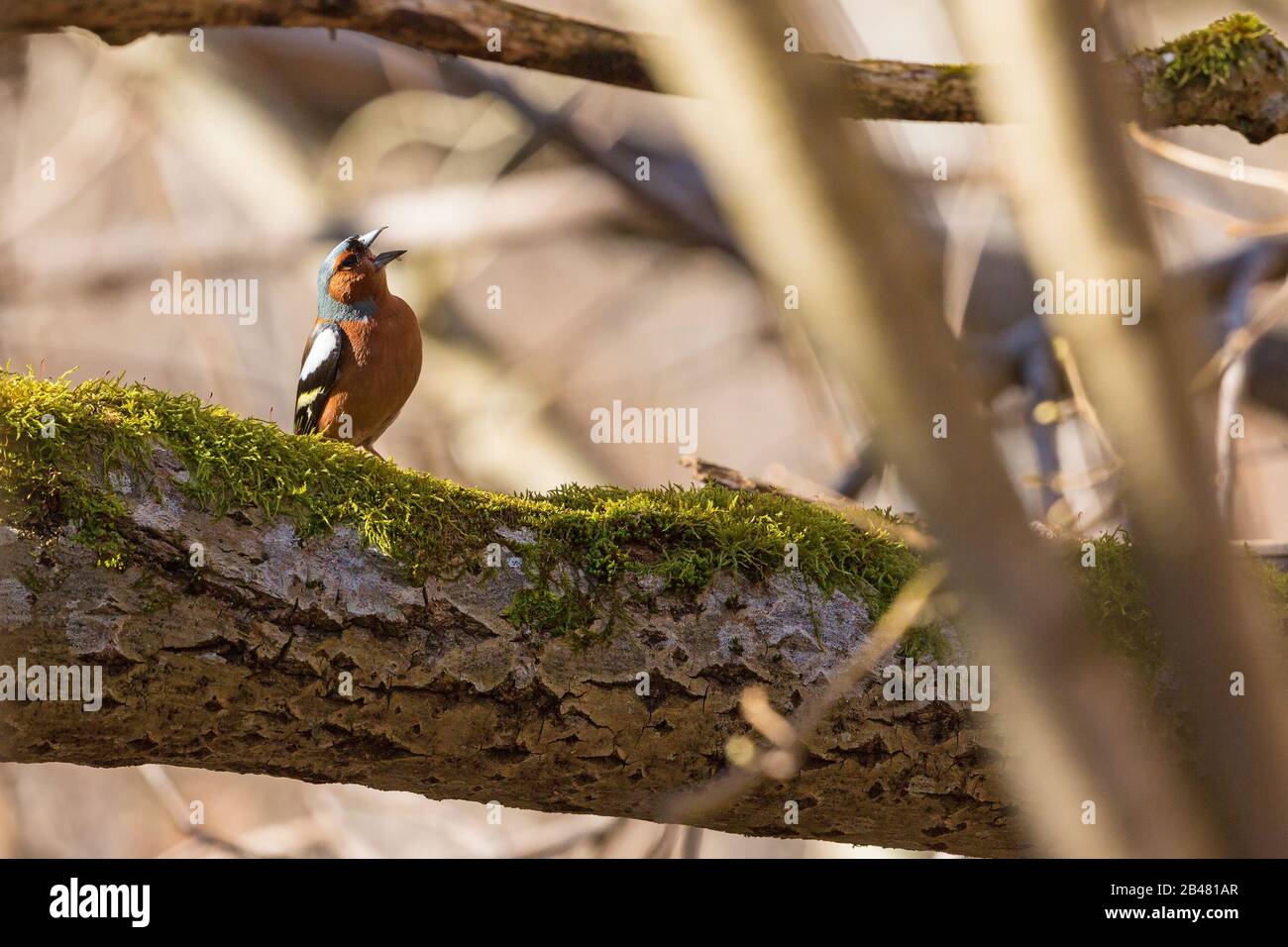 Chaffinch singing in woods at spring Stock Photo - Alamy