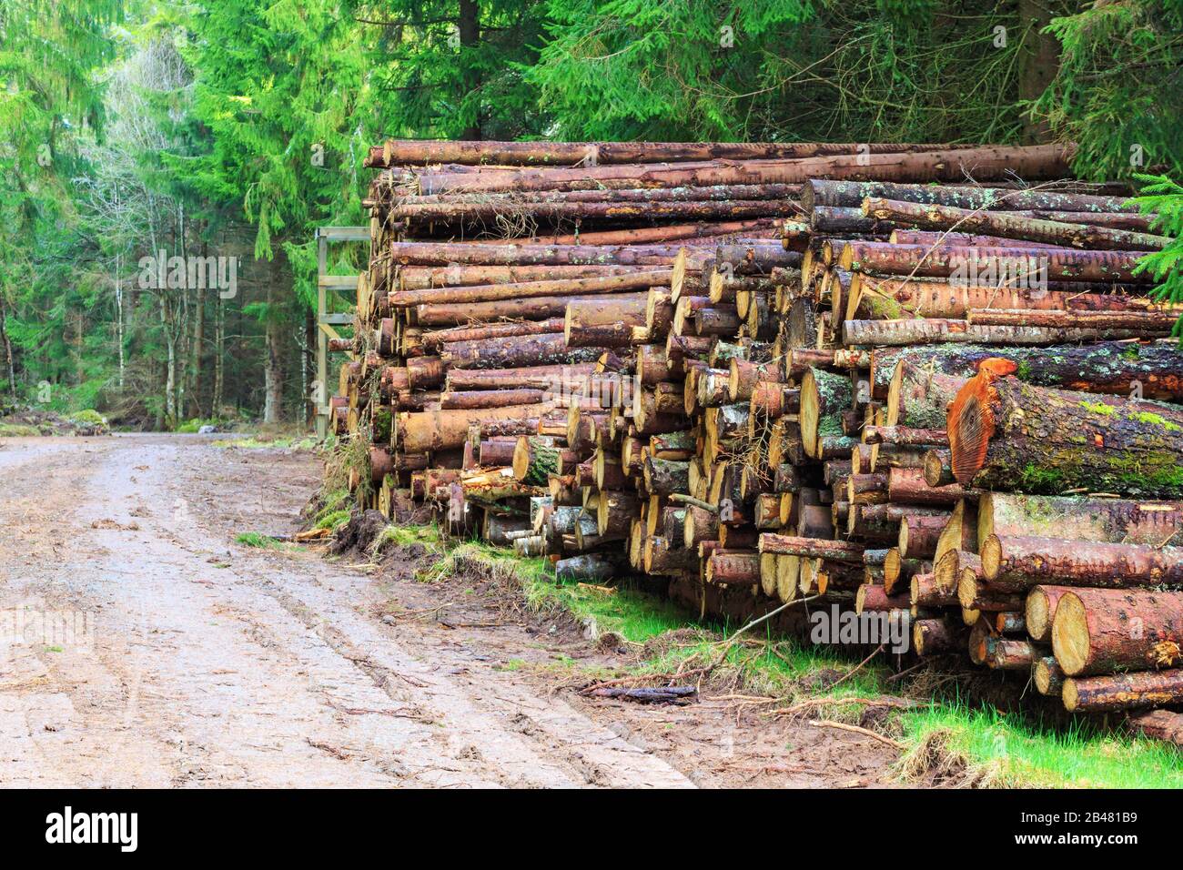 Timber stack by the road in the woods Stock Photo - Alamy