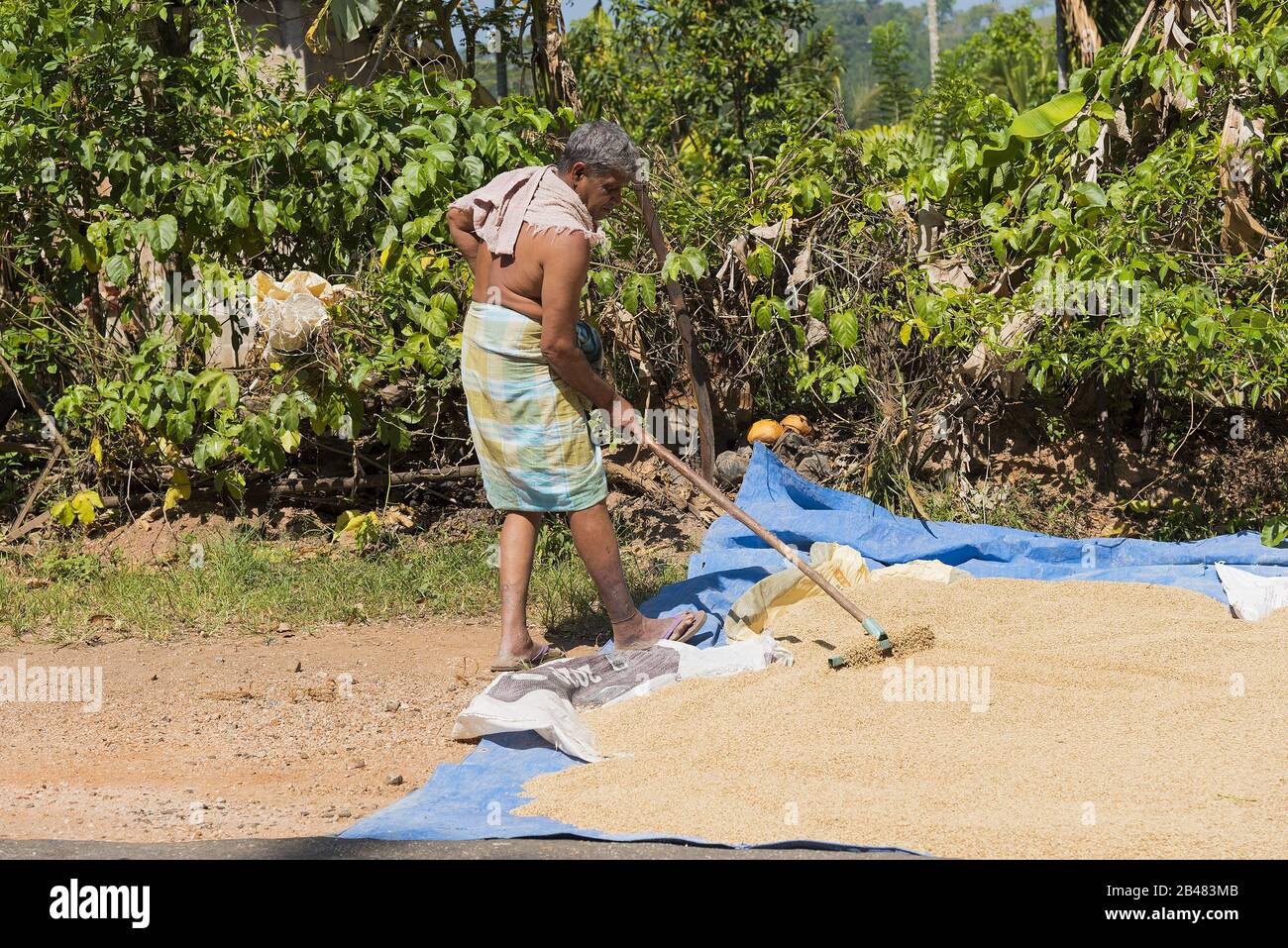 Kandy, Sri Lanka: 03/20/2019: Rice farmer raking rice crop to dry in ...