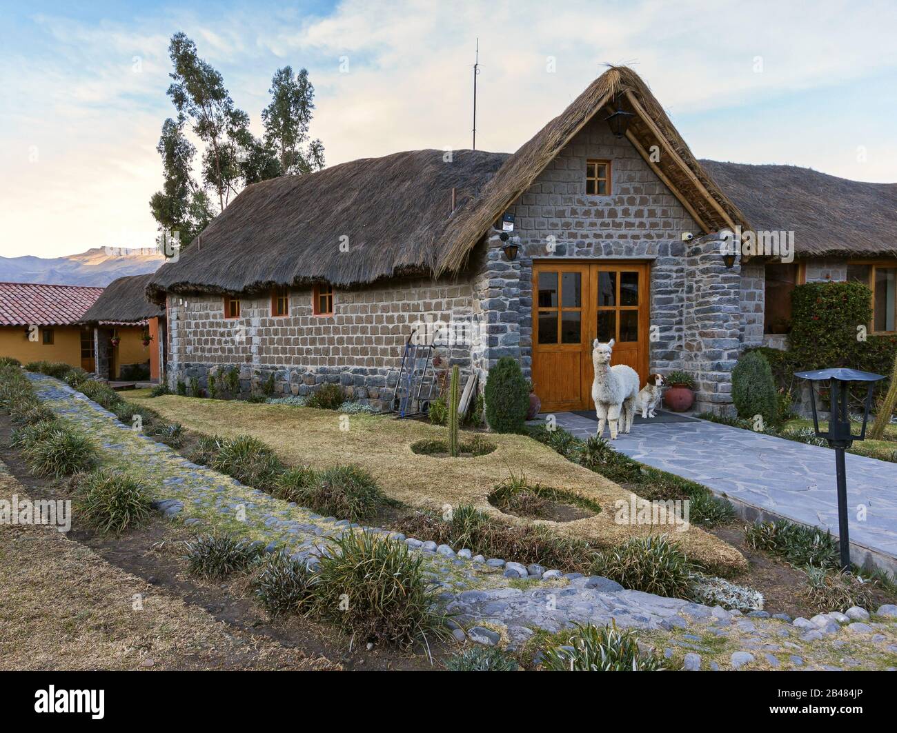 wood cottage with some lama inside. Green meadow is outside the house ...