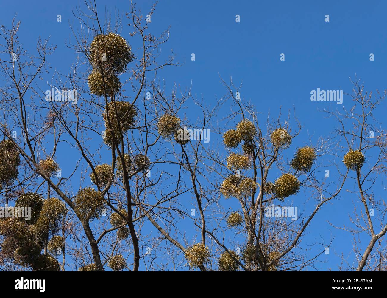 Viscum album growing on a tree Stock Photo - Alamy
