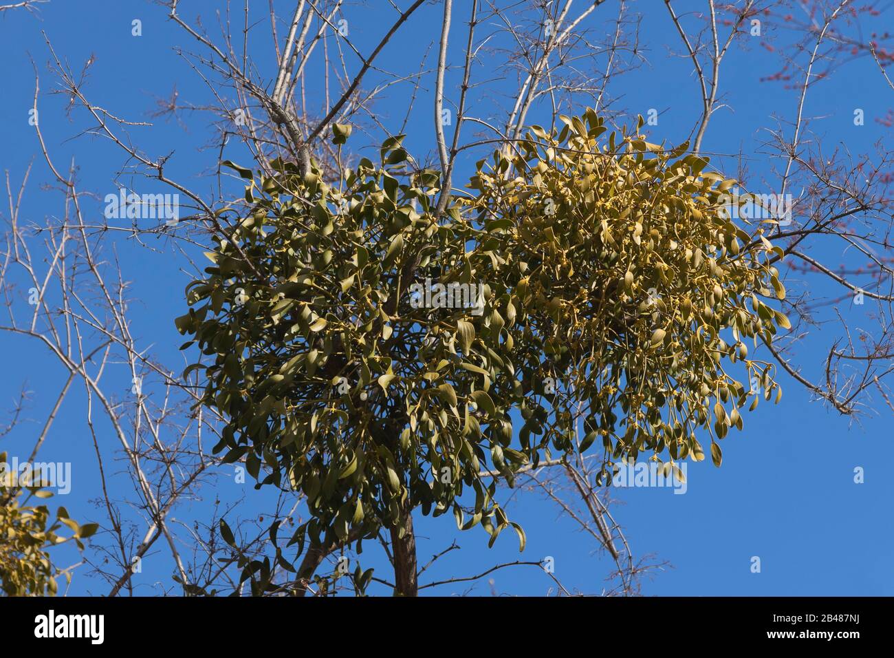 Viscum album growing on a tree Stock Photo - Alamy