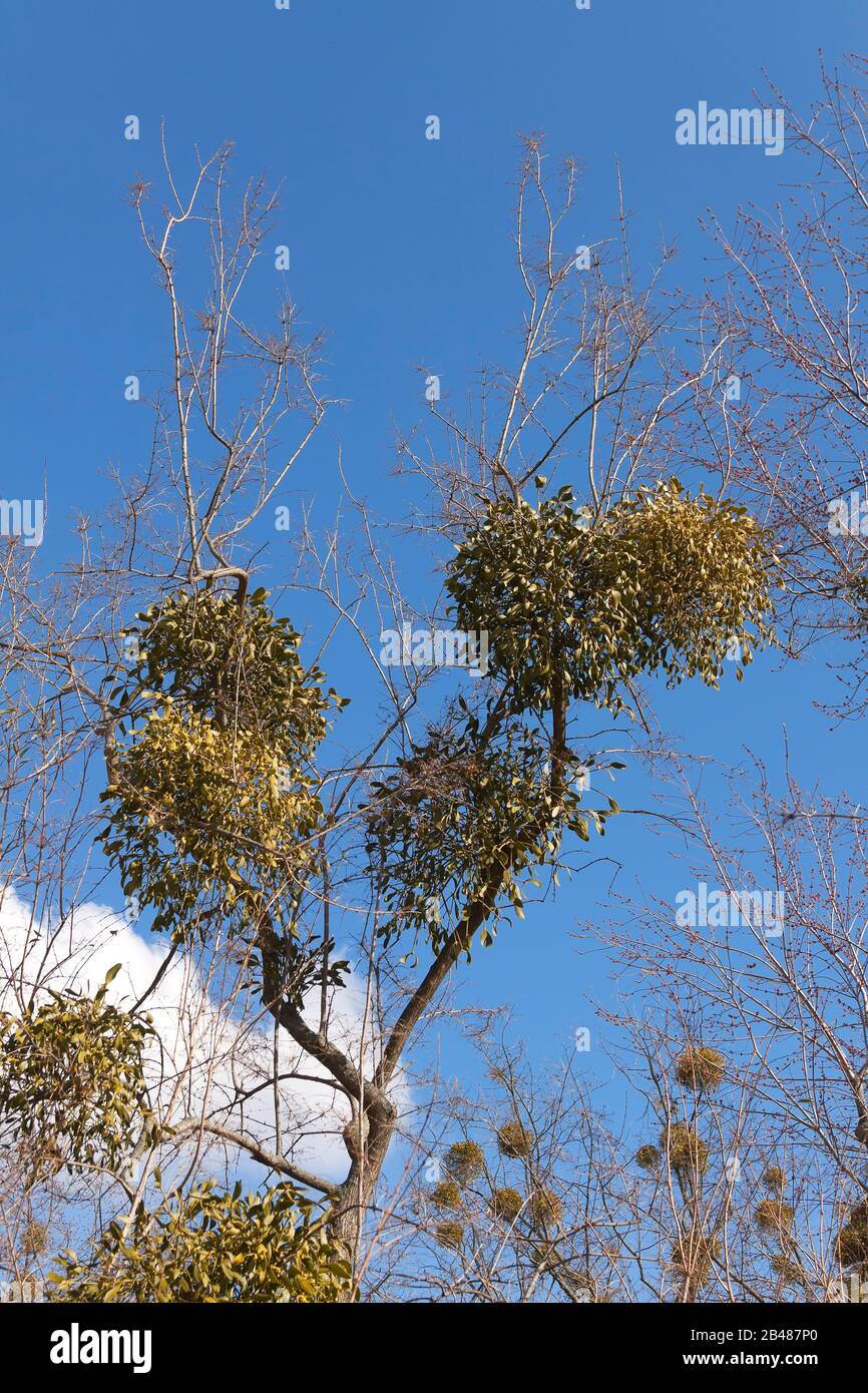 Viscum album growing on a tree Stock Photo - Alamy