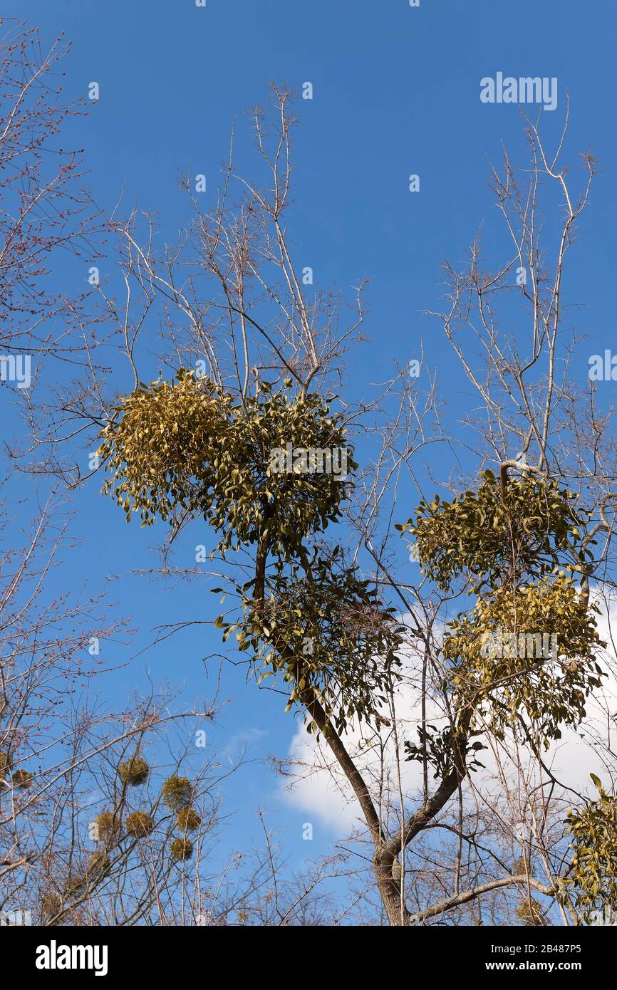 Viscum album growing on a tree Stock Photo - Alamy