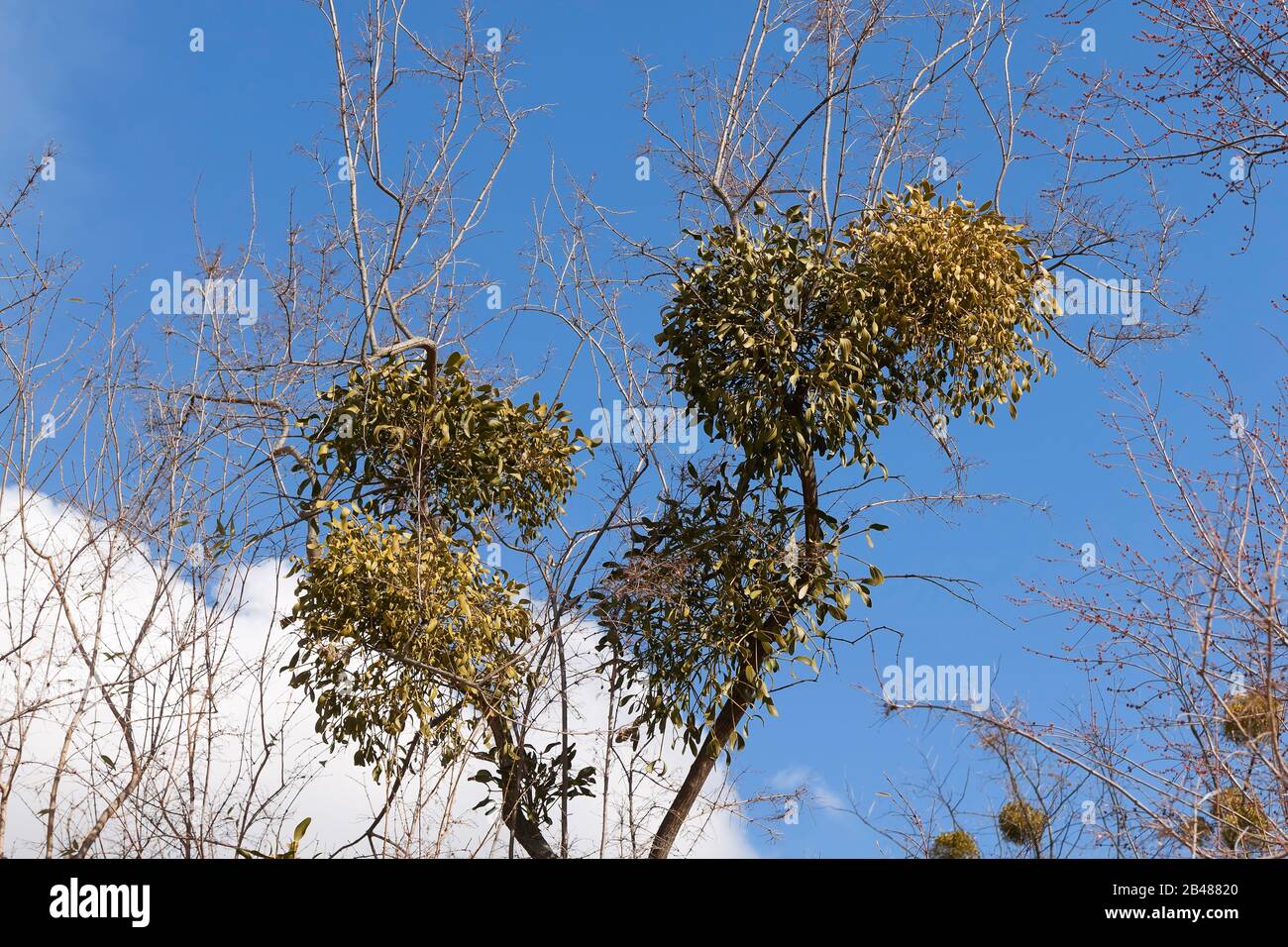 Misteltoes hi-res stock photography and images - Alamy