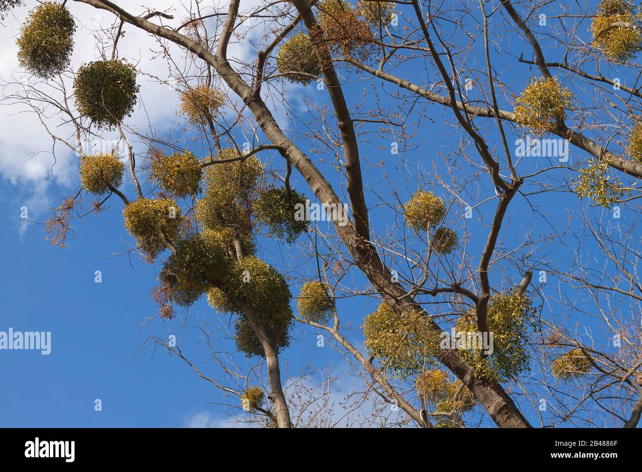 Viscum album growing on a tree Stock Photo - Alamy