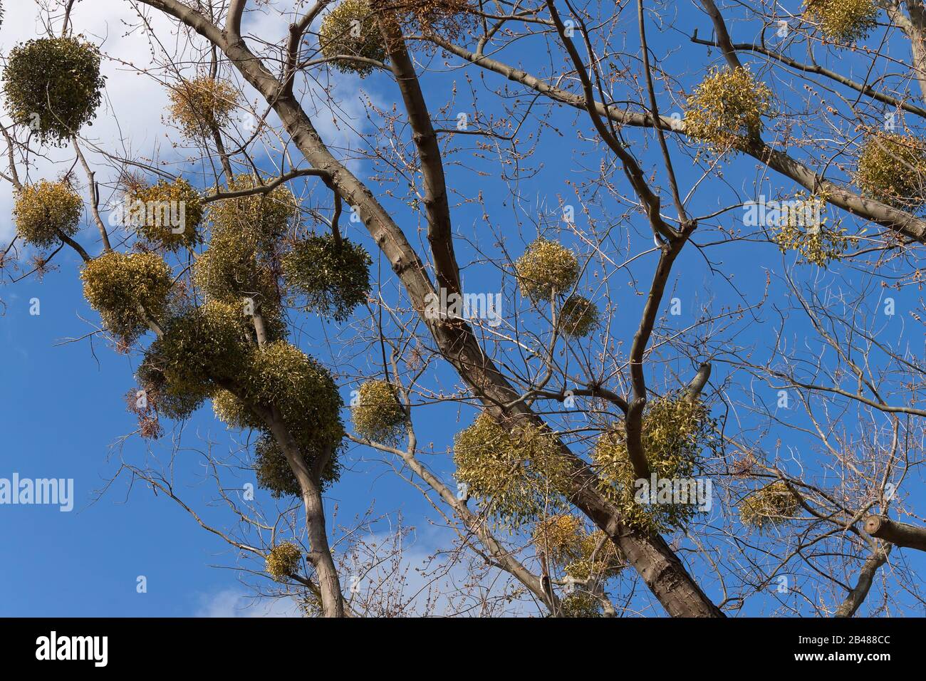 Viscum album growing on a tree Stock Photo - Alamy