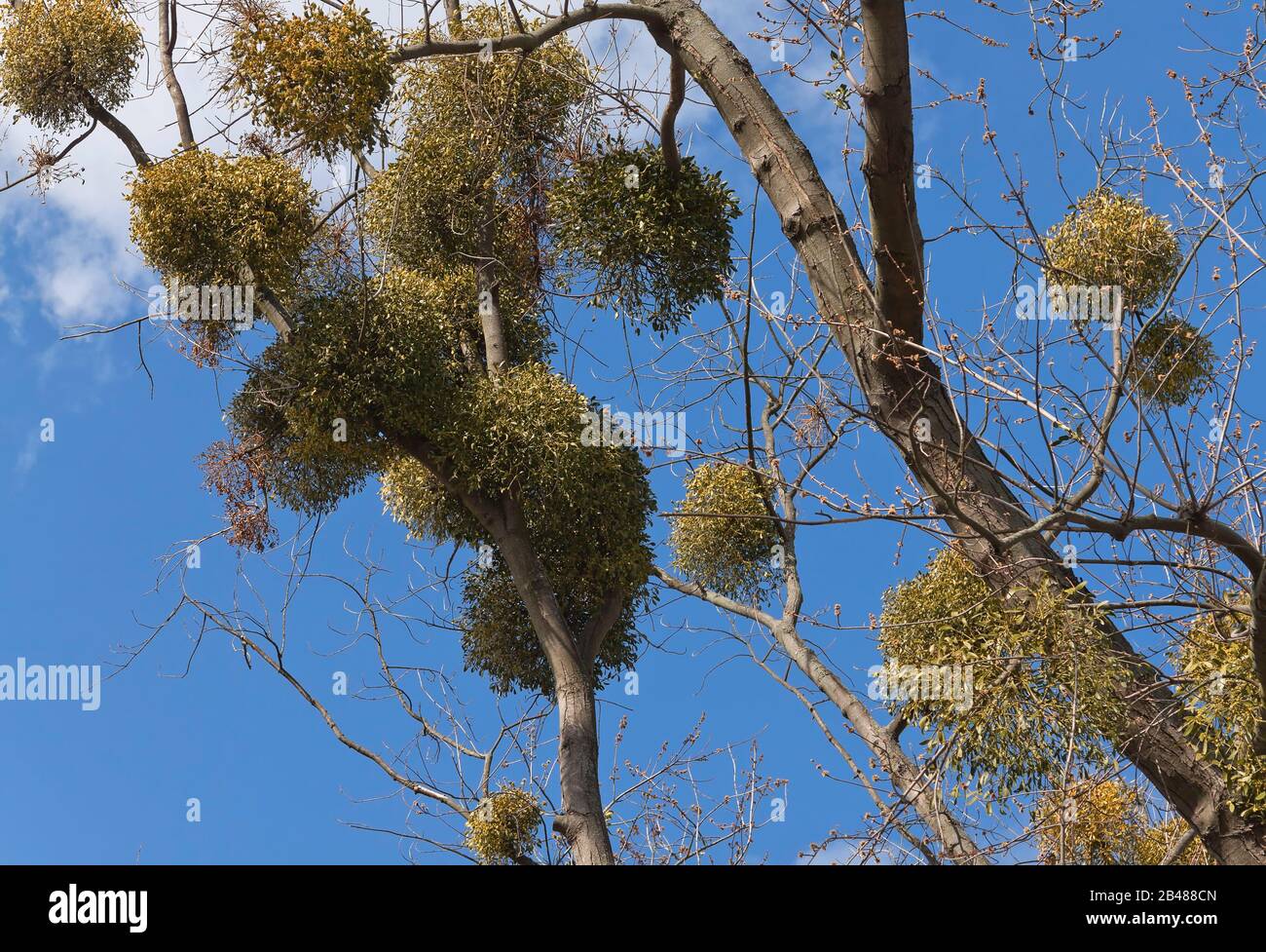 Viscum album growing on a tree Stock Photo - Alamy