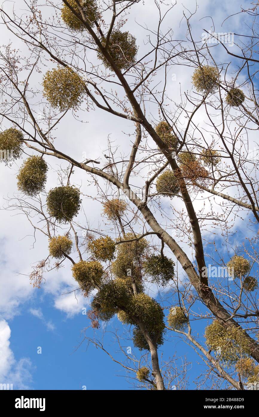 Viscum album growing on a tree Stock Photo - Alamy