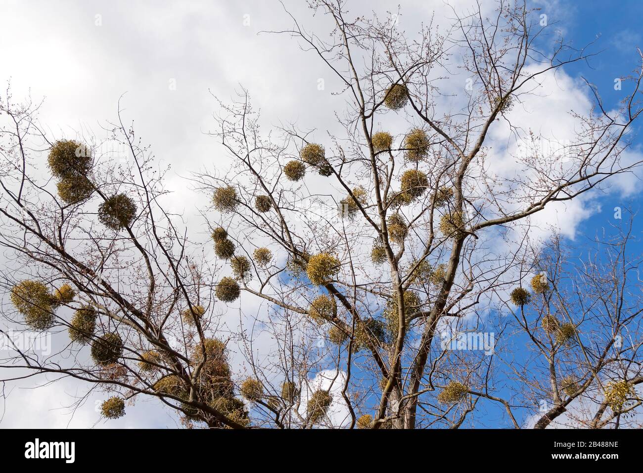Viscum album growing on a tree Stock Photo - Alamy