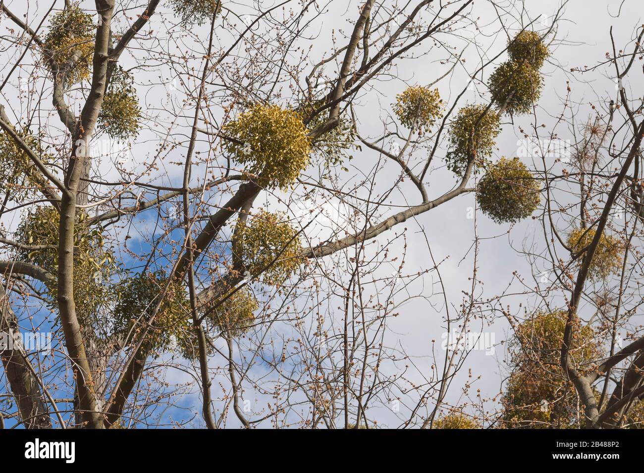 Viscum album growing on a tree Stock Photo - Alamy