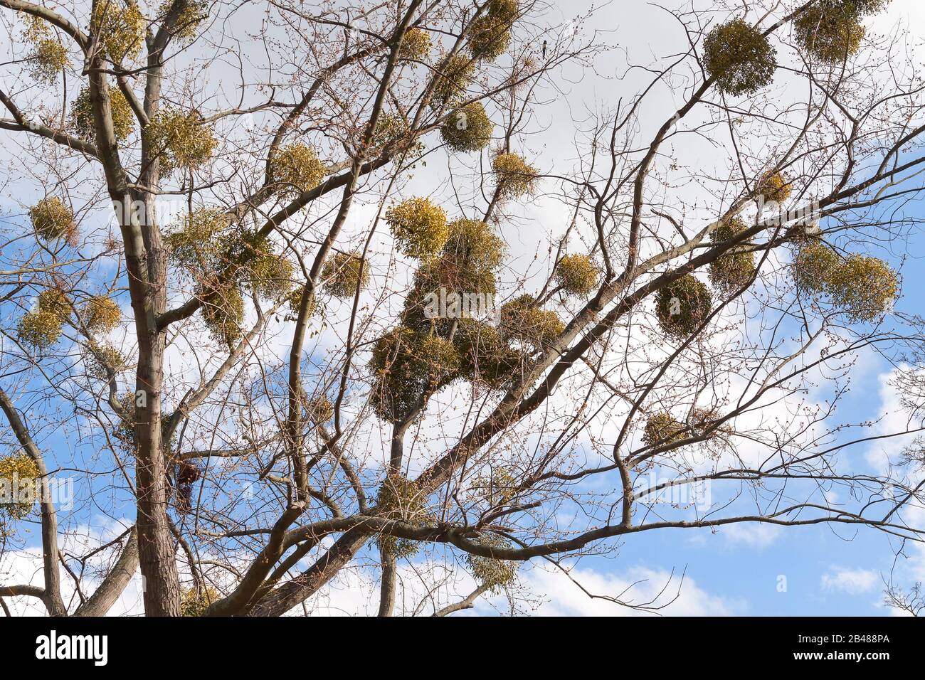 Misteltoes hi-res stock photography and images - Alamy