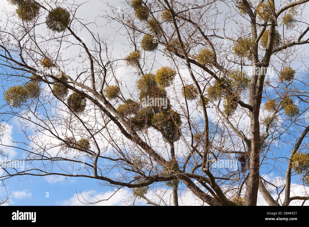 Viscum album growing on a tree Stock Photo - Alamy