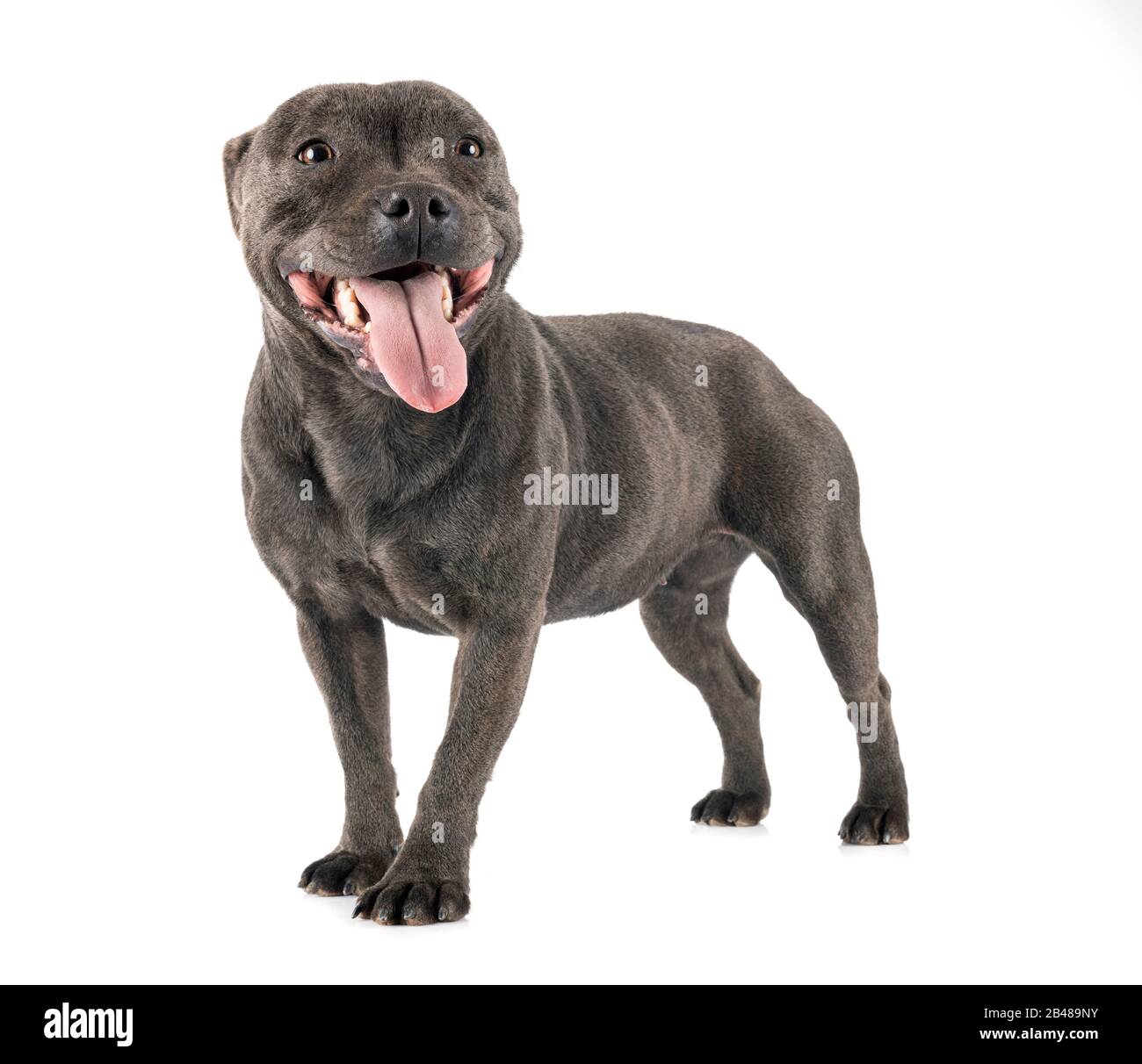 staffordshire bull terrier in front of white background Stock Photo - Alamy
