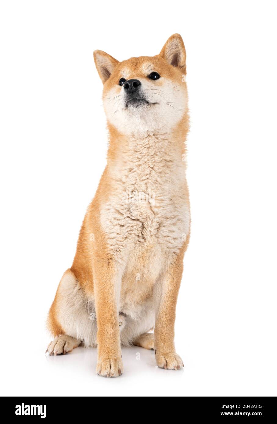 shiba inu in front of white background Stock Photo - Alamy