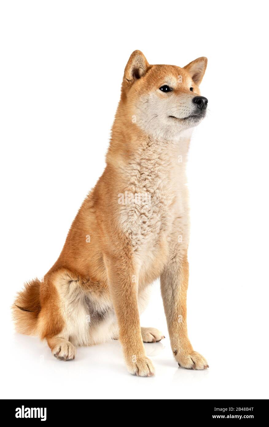 shiba inu in front of white background Stock Photo - Alamy