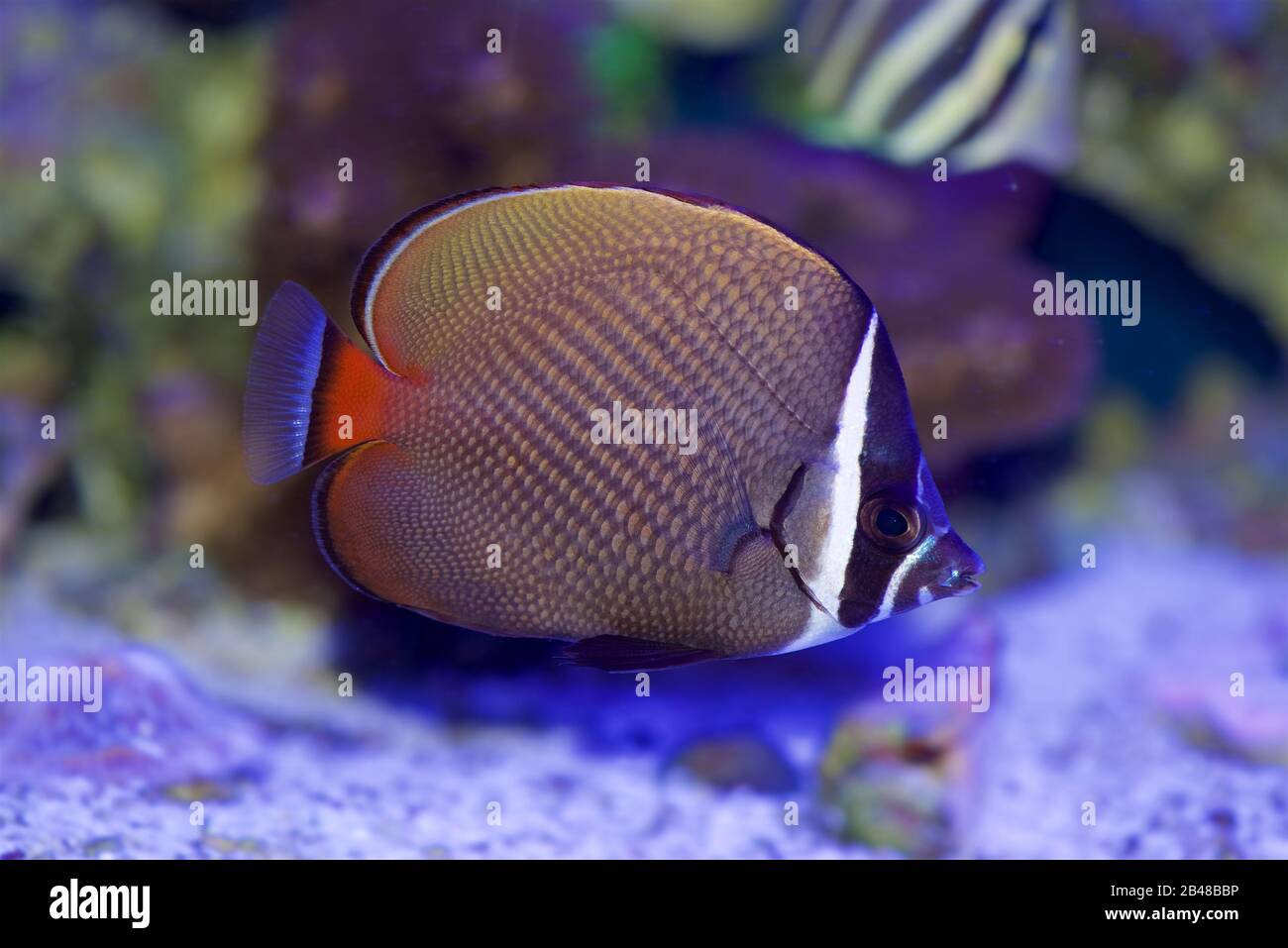 Pakistan Butterflyfish, also known as the Red-tailed or Collare ...