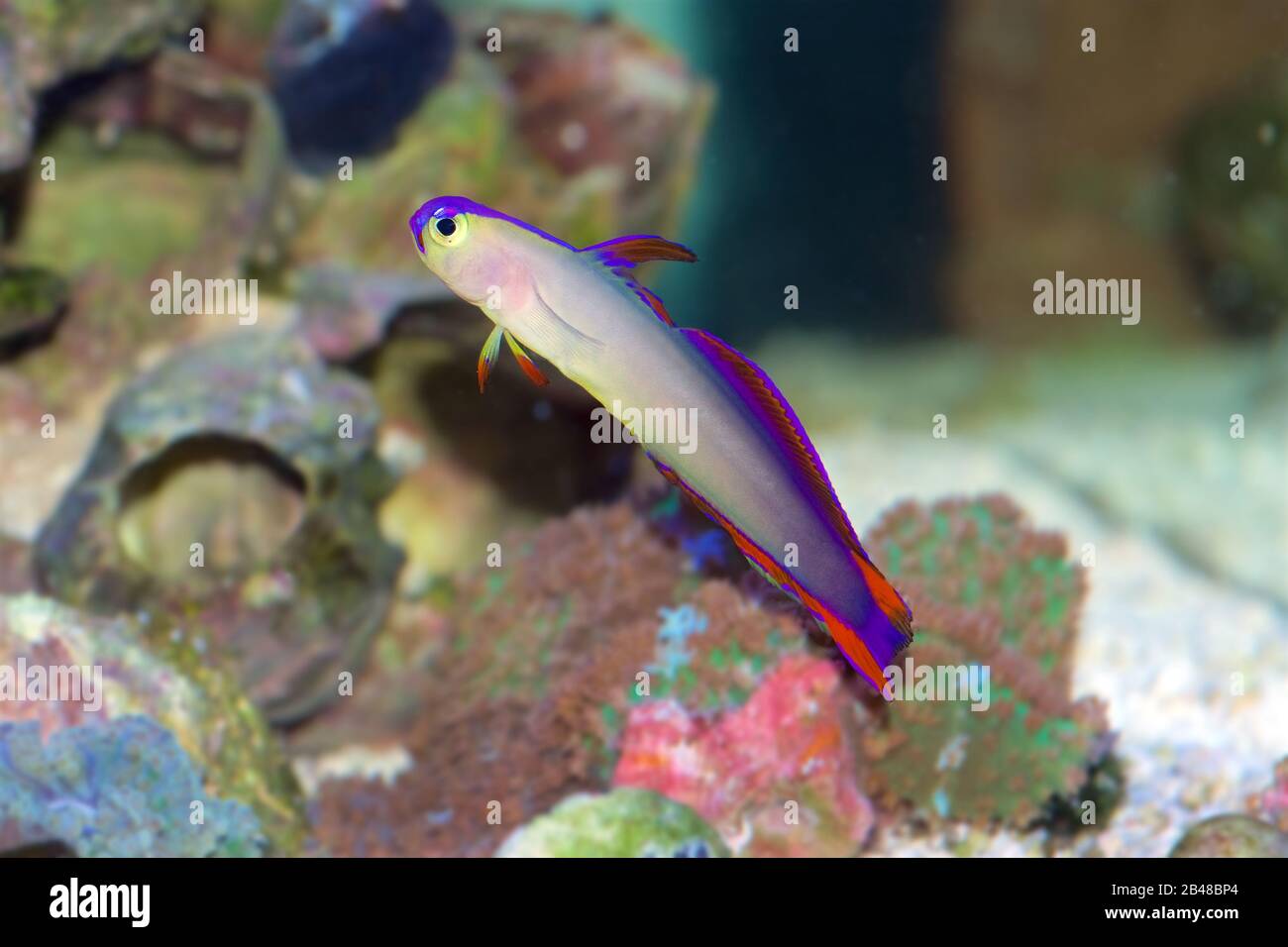 Purple Firefish, also known as the Decorated Firefish, Purple Dartfish ...