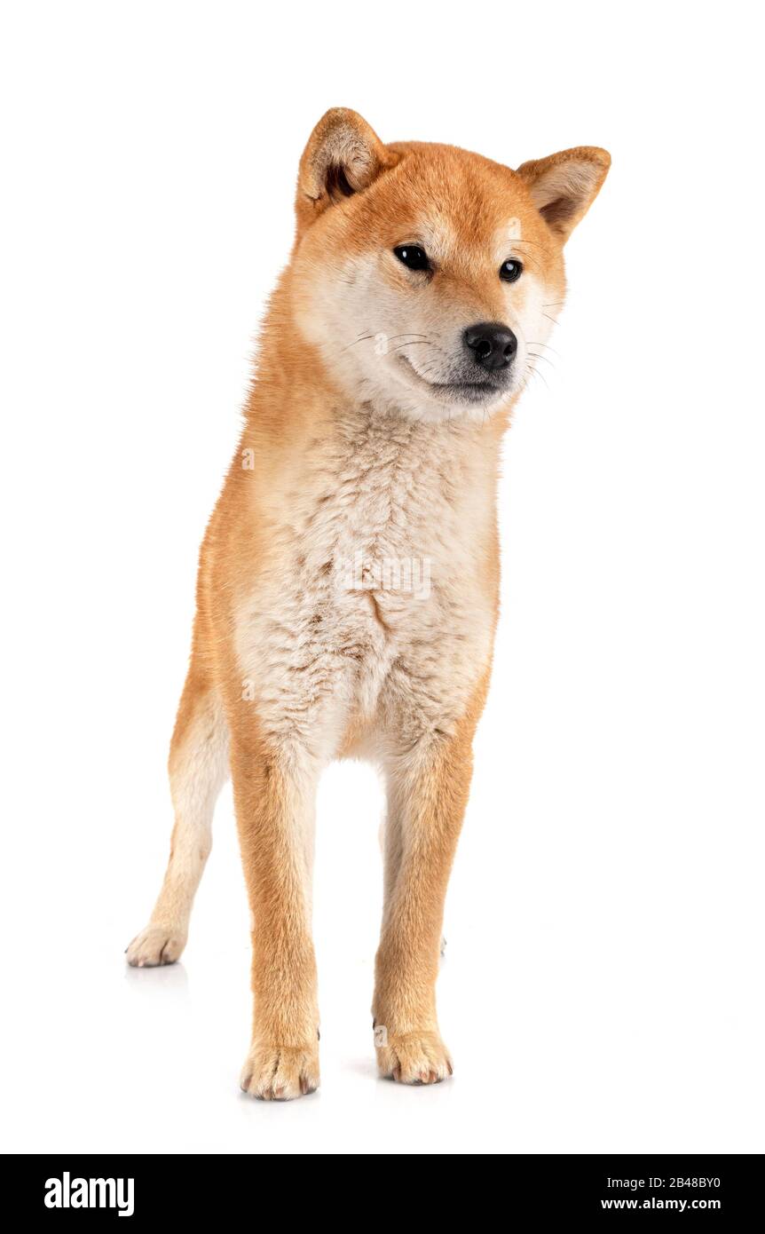 shiba inu in front of white background Stock Photo - Alamy