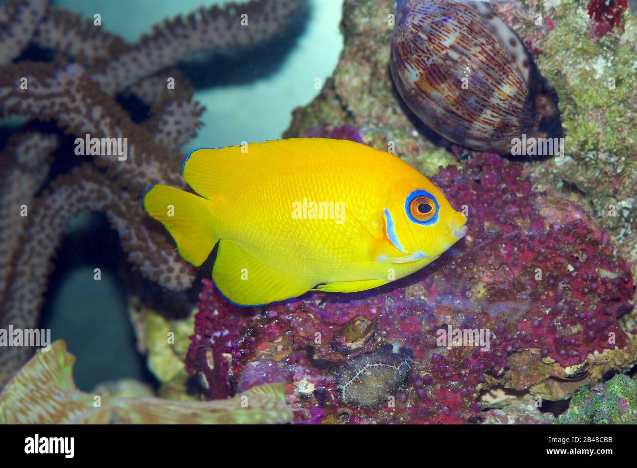 Yellow and blue angel fish hi-res stock photography and images - Alamy
