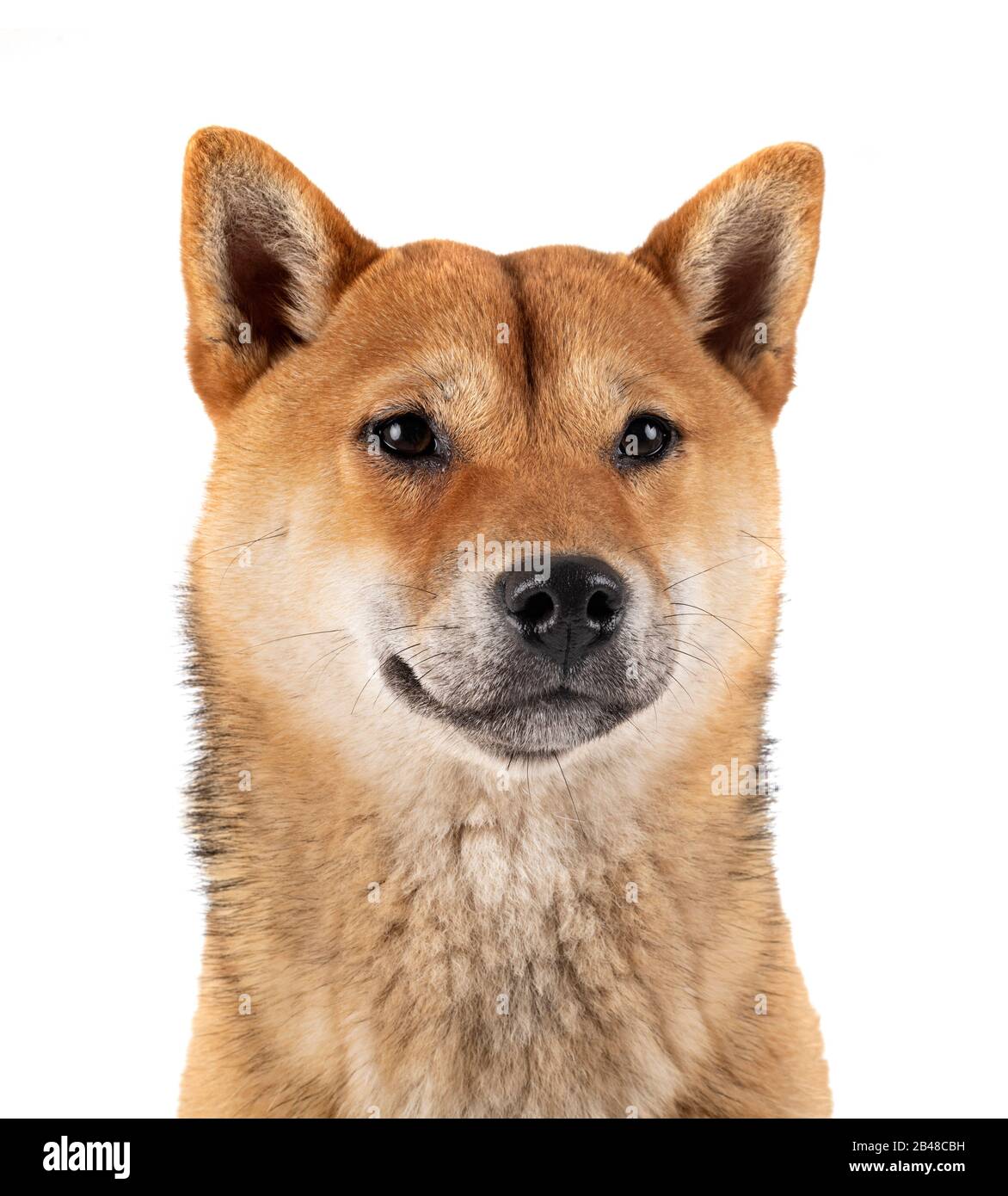 shiba inu in front of white background Stock Photo - Alamy