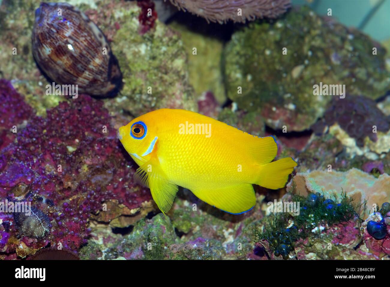 The Lemonpeel Angelfish, Centropyge flavissima, a yellow dwarf ...