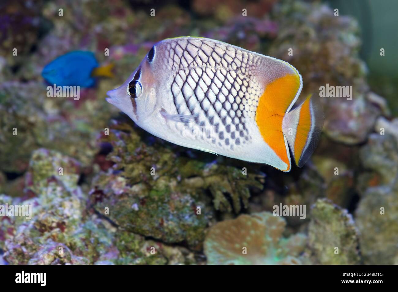 Pearlscale Butterfly