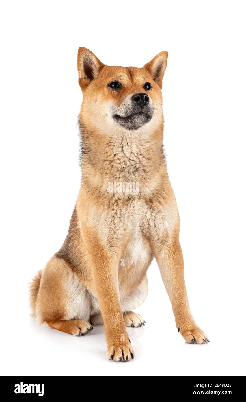 shiba inu in front of white background Stock Photo - Alamy