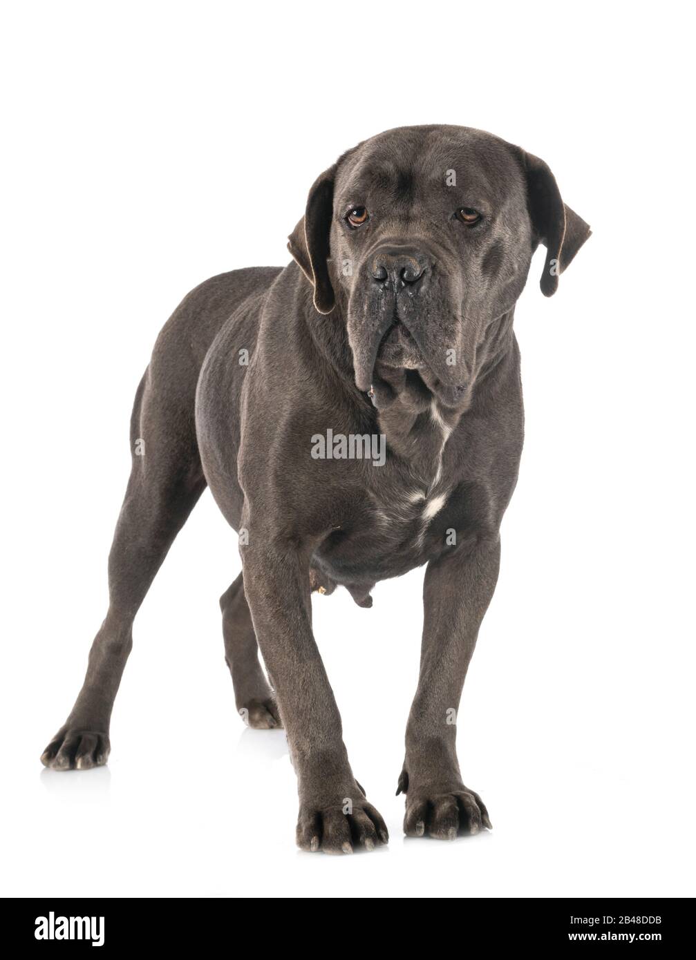 female italian mastiff in front of white background Stock Photo - Alamy