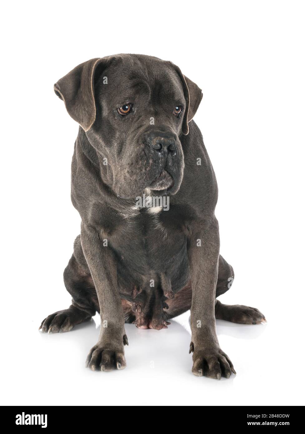 Cane Corso Mastiff White
