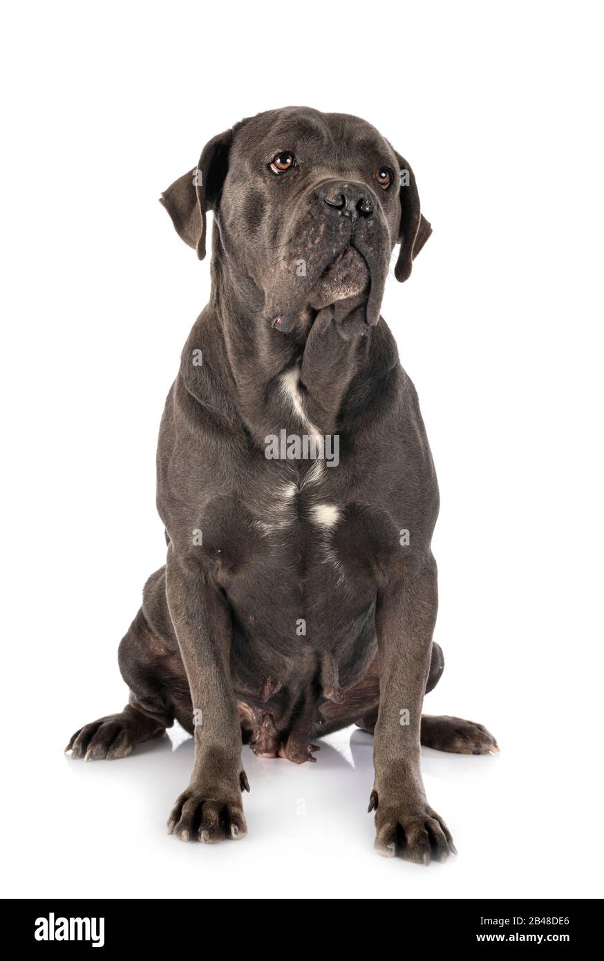 female italian mastiff in front of white background Stock Photo - Alamy