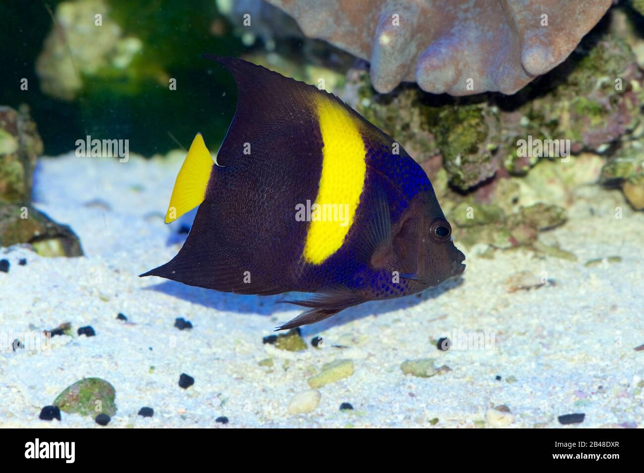 The Asfur Angelfish, Pomacanthus asfur, is also called the Arabian ...