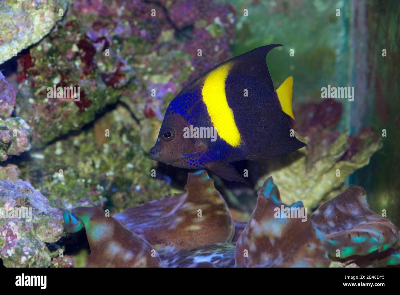 The Asfur Angelfish, Pomacanthus asfur, is also called the Arabian ...