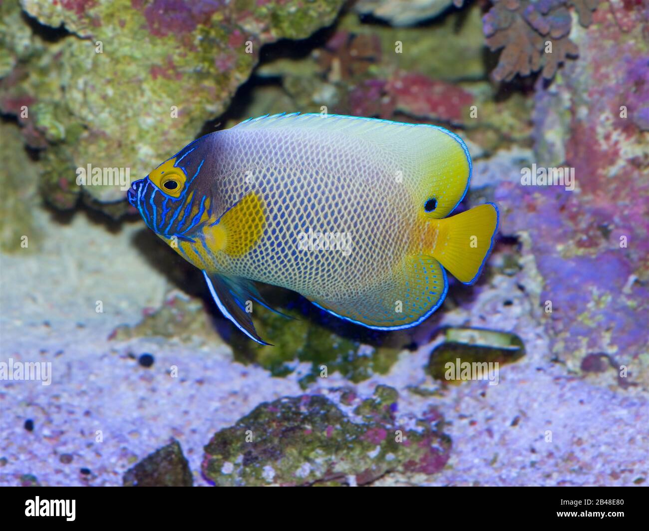Blue face angelfish hi-res stock photography and images - Alamy